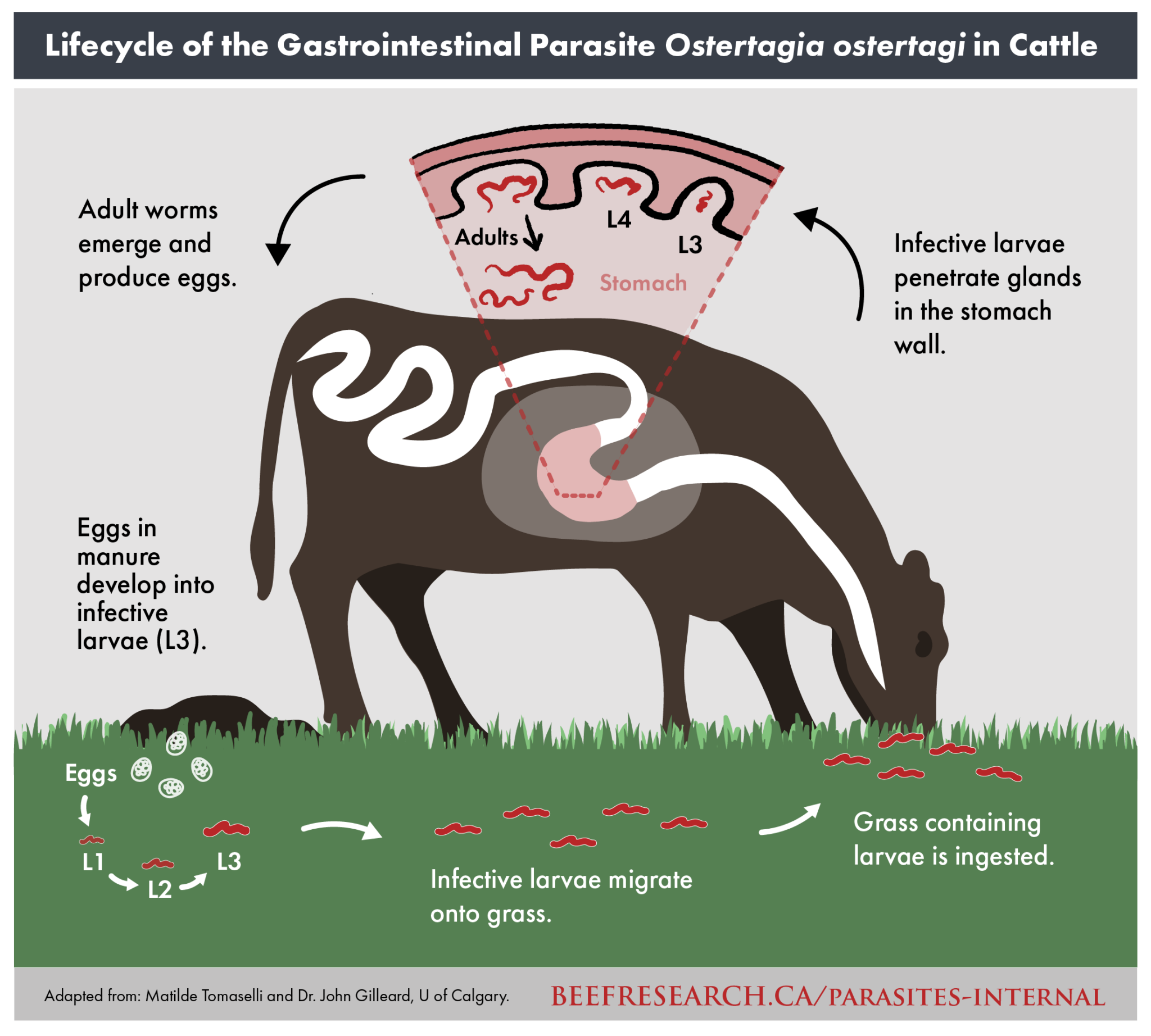 Parasites - Internal - BeefResearch.ca