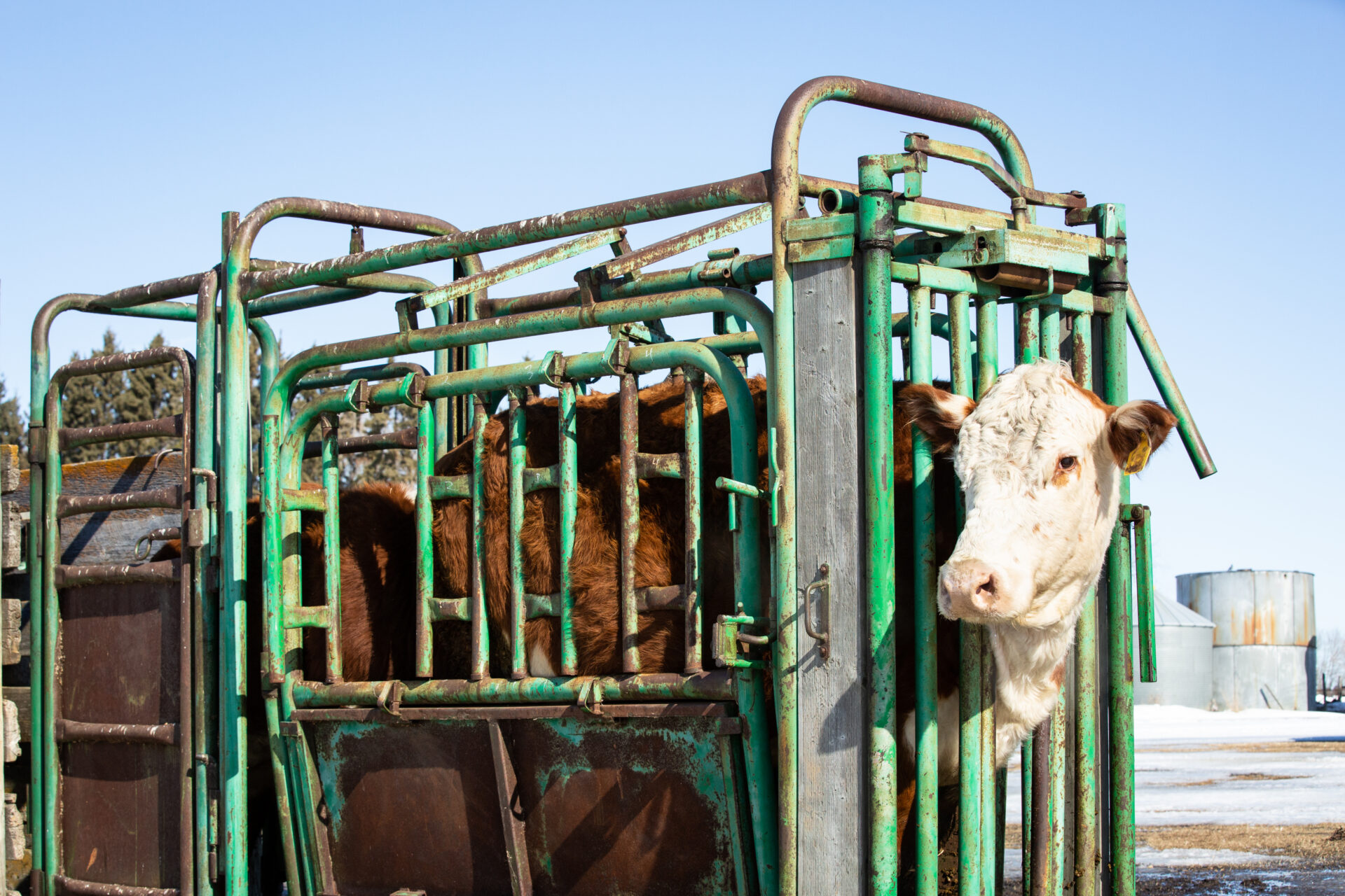 Supplementation Matters - Navigating Trace Mineral Requirements of a ...