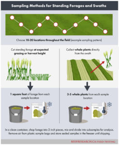 Feed Sampling Resources - BeefResearch.ca