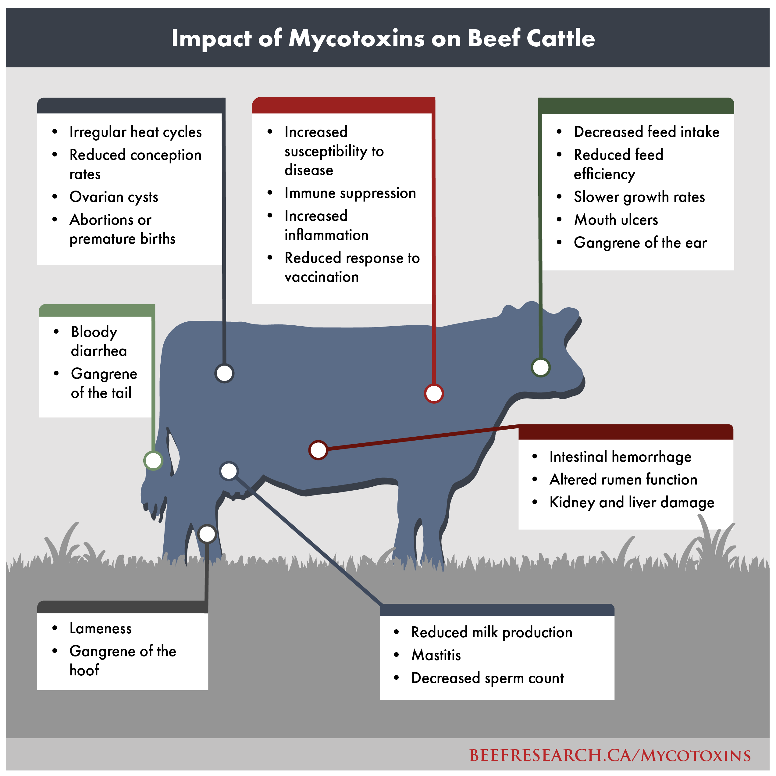 Hidden Hazards The Challenge With Mycotoxins In Beef Cattle Feed Hidden Hazards The Challenge With Mycotoxins In Beef Cattle Feed