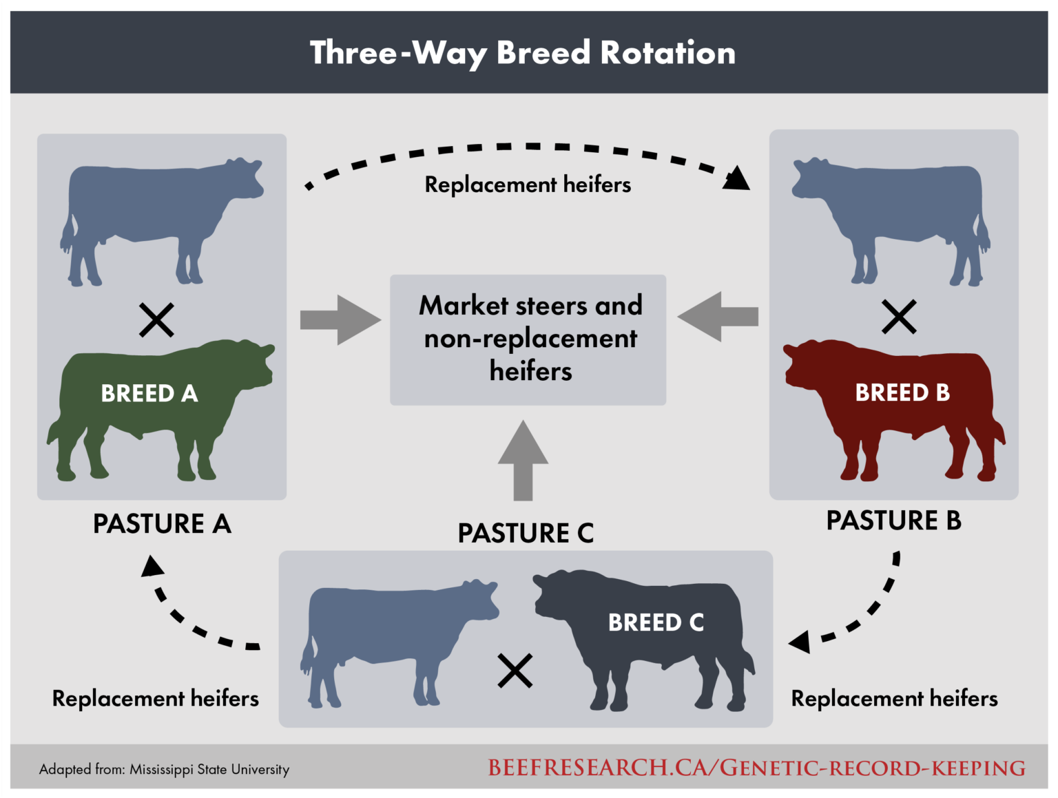 Beef Cattle Genetics Glossary - BeefResearch.ca