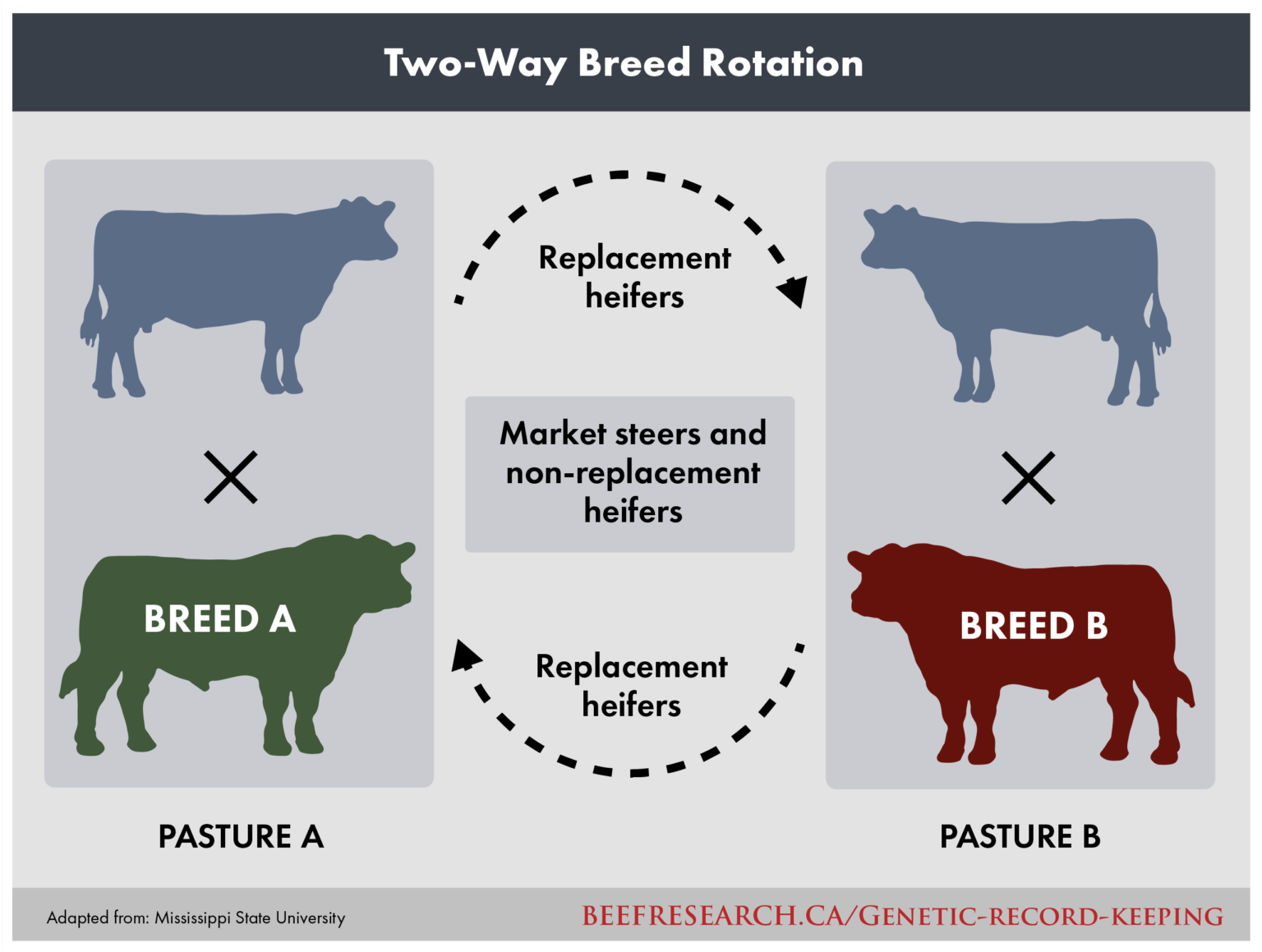 Beef Cattle Genetics Glossary - BeefResearch.ca