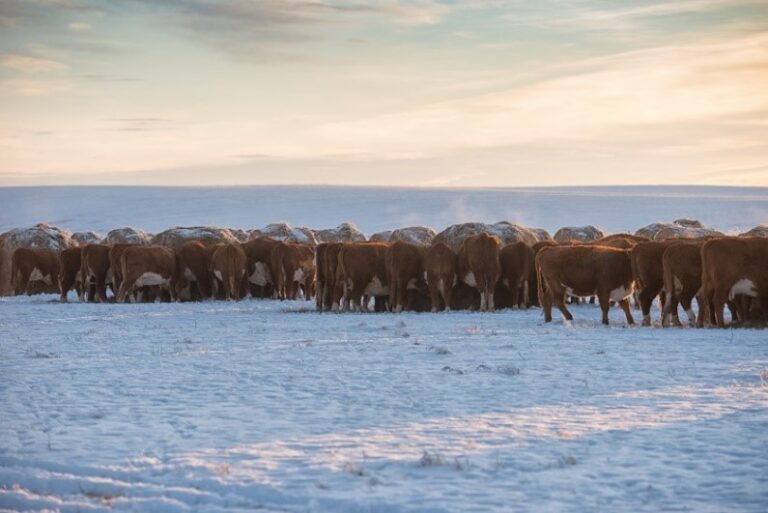 Adaptive Winter Grazing Strategies - BeefResearch.ca