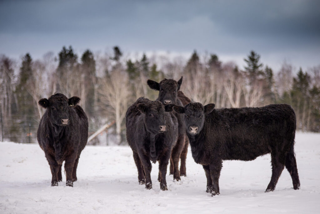 Winter Management of Beef Cattle - BeefResearch.ca