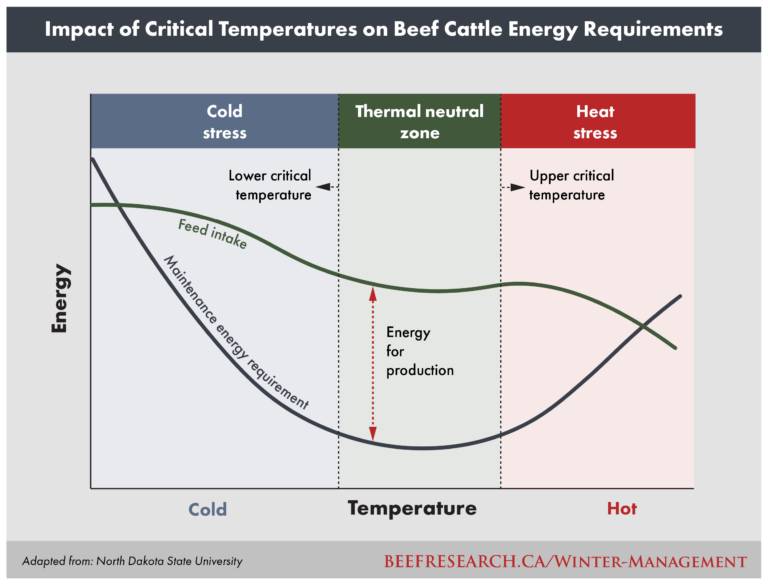 Winter Management of Beef Cattle - BeefResearch.ca