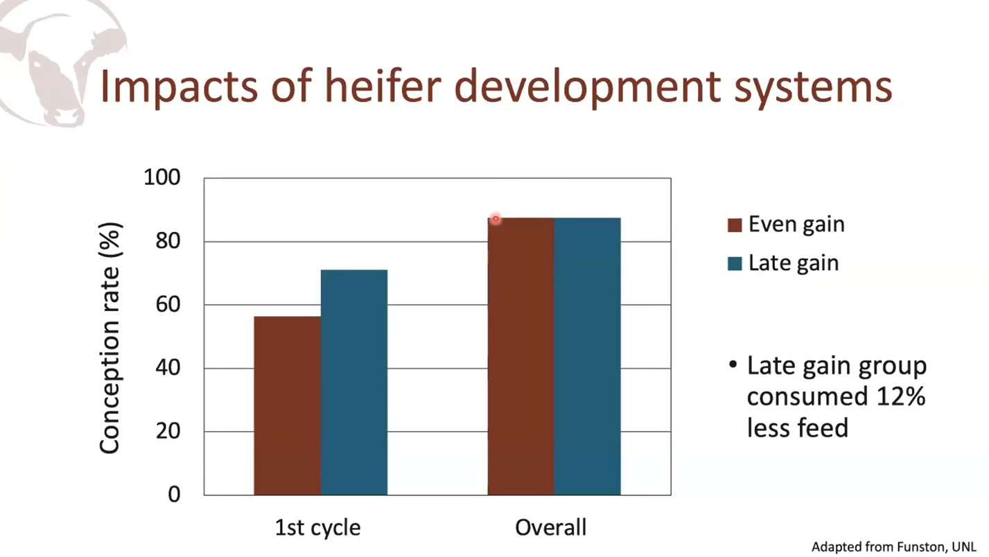 Raising Heifers for Reproductive Success - BeefResearch.ca