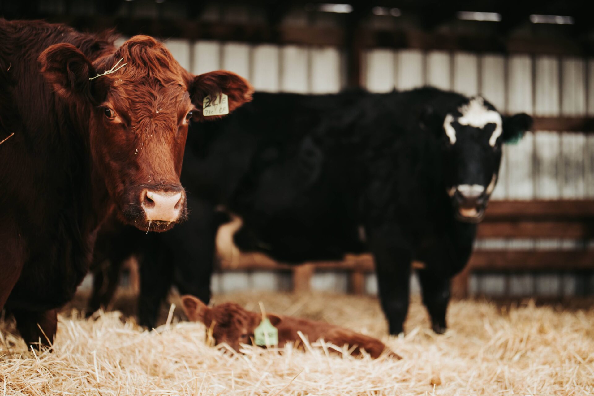 Ready, Set, Calve: How to Prepare Yourself and Your Beef Operation for ...