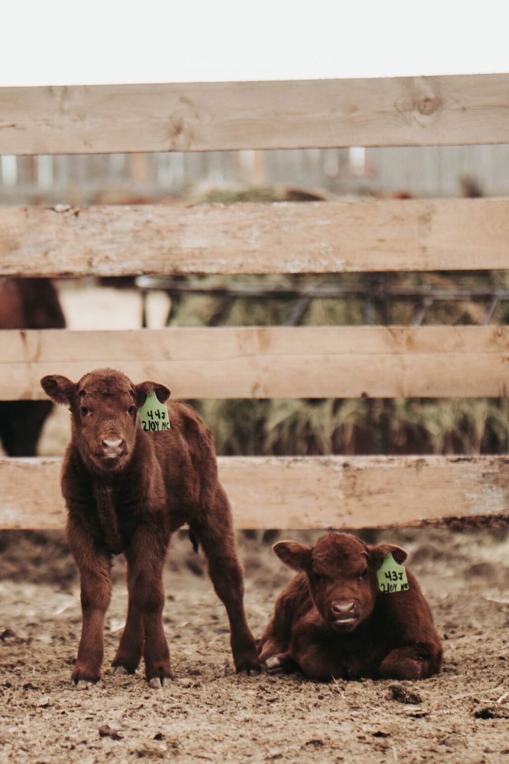 Ready, Set, Calve: How to Prepare Yourself and Your Beef Operation for ...