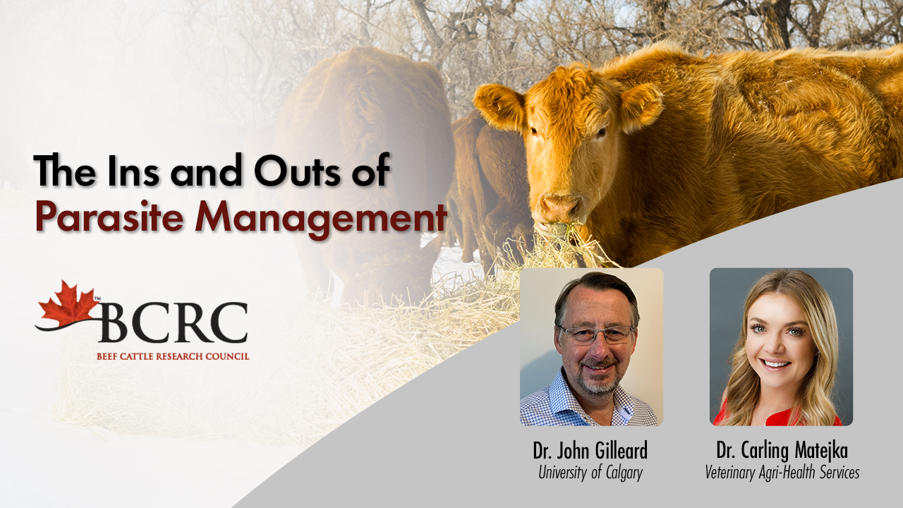 Beef Webinar - The Ins and Outs of Parasite Management- BeefResearch.ca