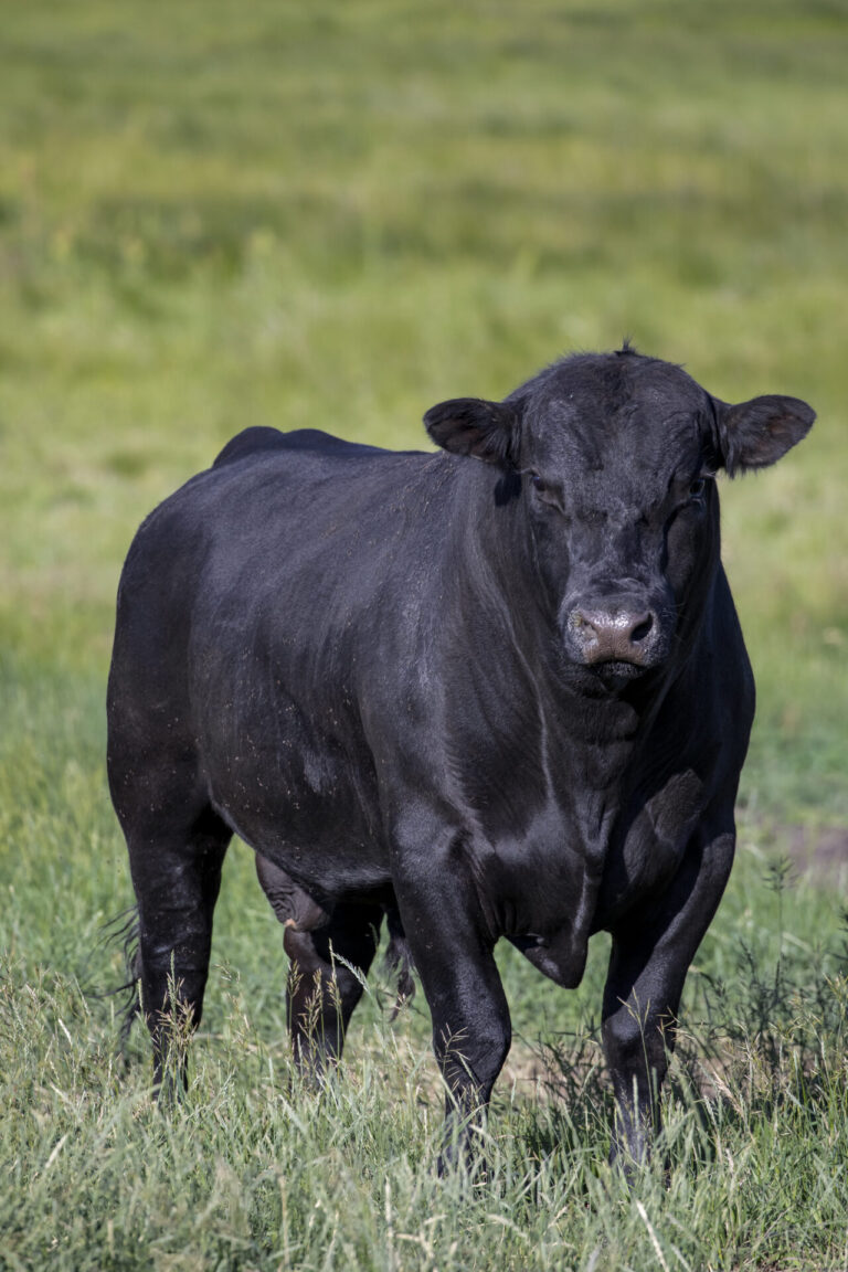 Calving Seasons - BeefResearch.ca