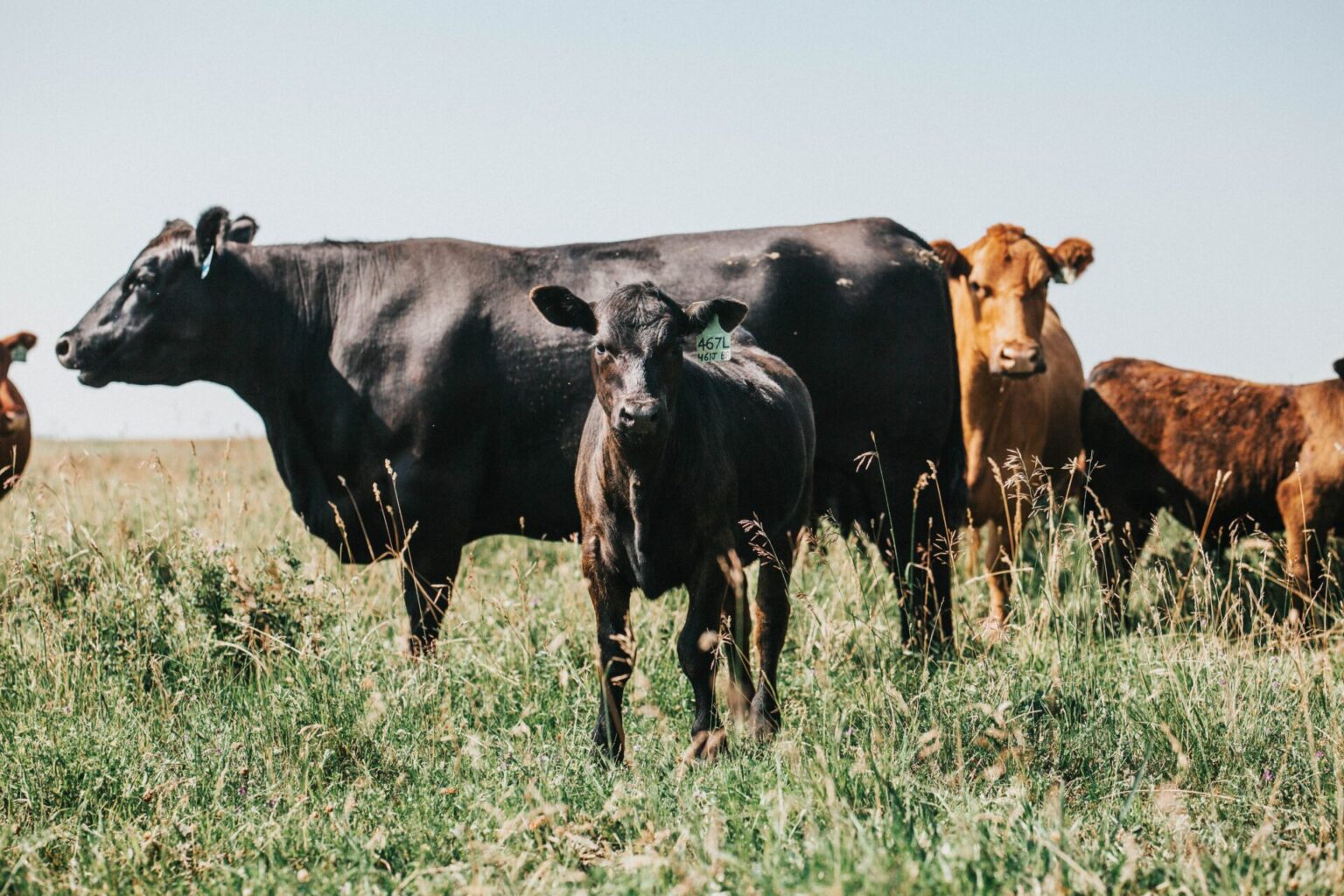 Lead Poisoning in Beef Cattle - BeefResearch.ca