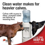 Water Management for Beef Cattle - BeefResearch.ca
