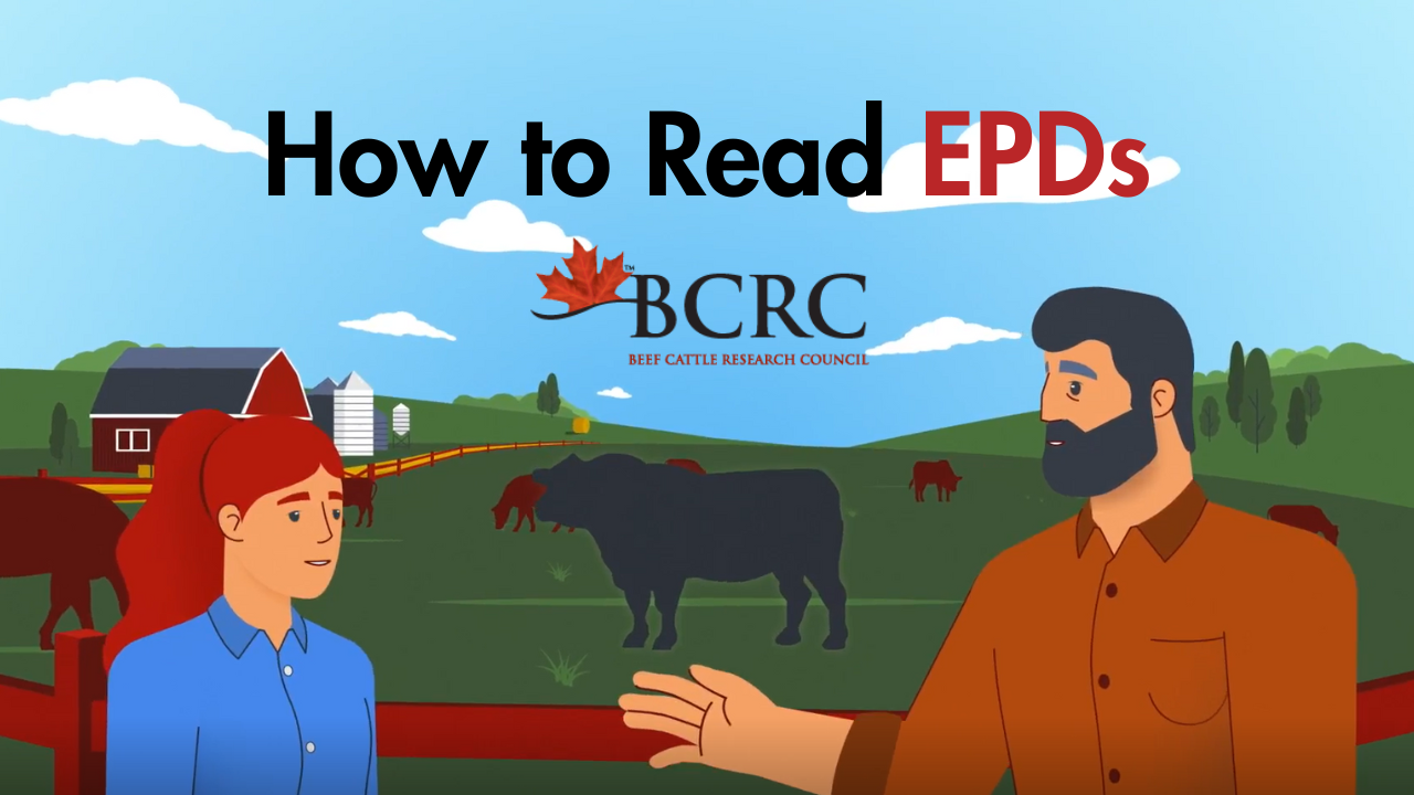 Building a Herd That Works: EPDs, Genomics and Smart Genetic Investments ️