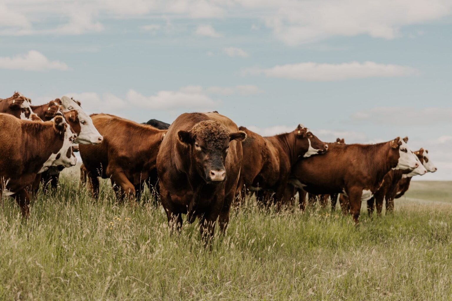 Cracking the Heritability Code — Choosing Traits That Pay Off