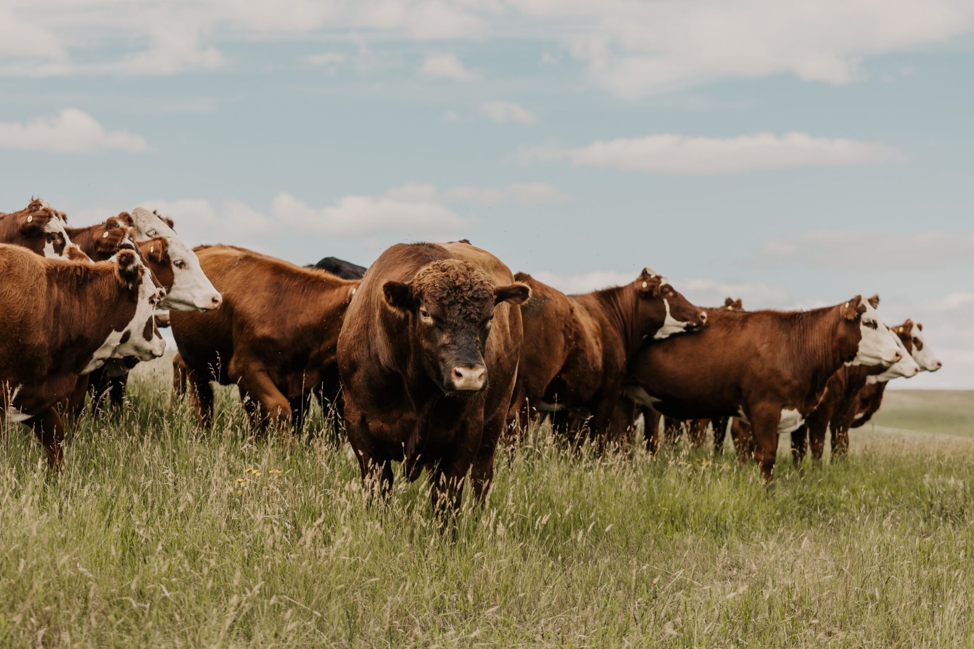 Cracking the Heritability Code — Choosing Traits That Pay Off