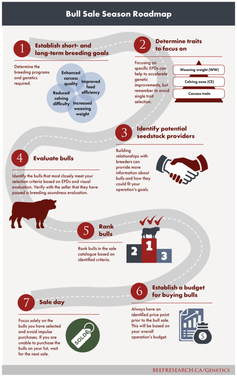 Road to Bull Sale Season: Seven Key Stops to Buying the Right Bull