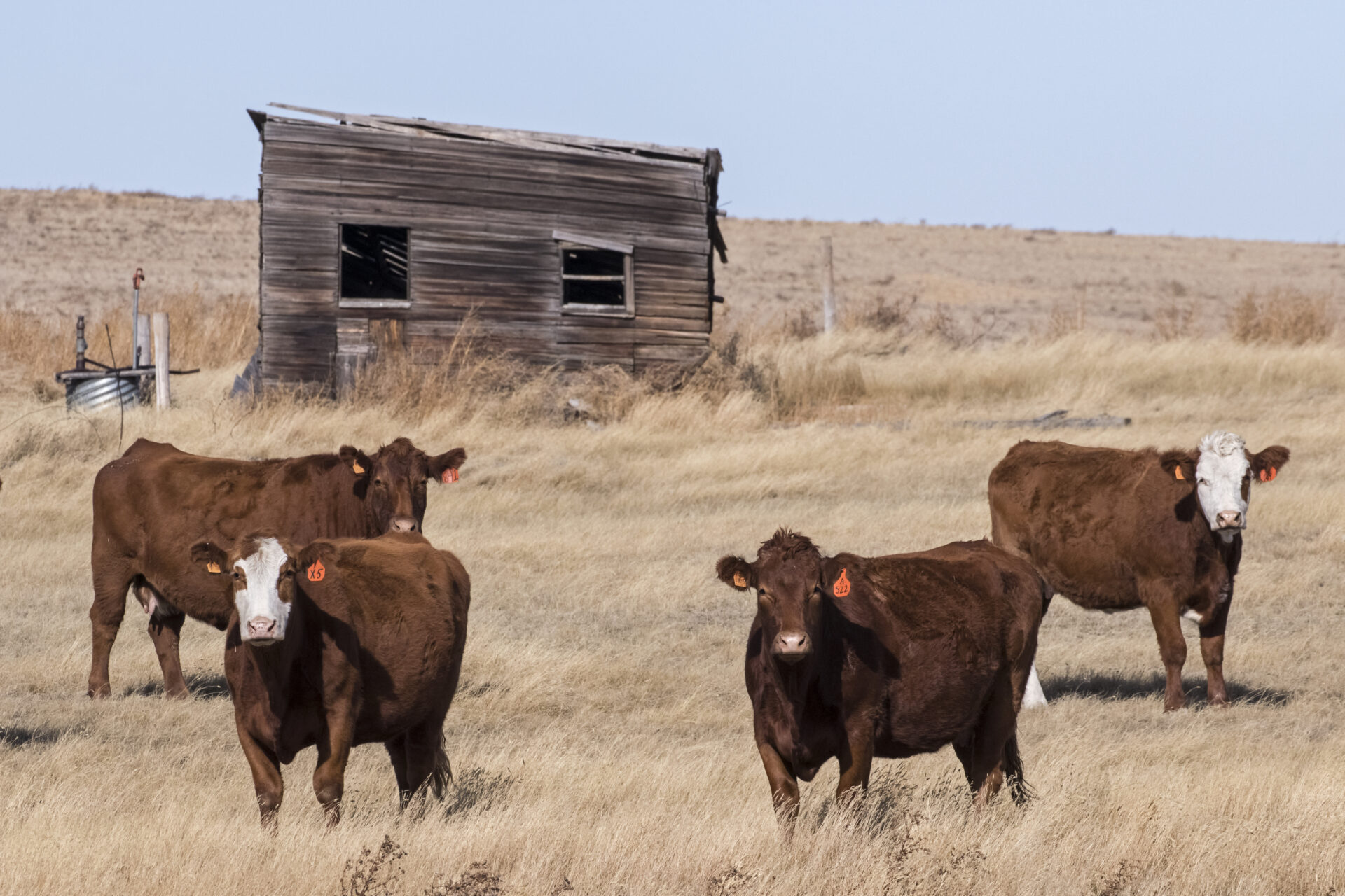 Hidden in Plain Sight: Preventing Foreign Material in Cattle Hides and ...